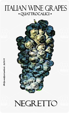 Negretto - Quattrocalici - Italian Wine Grapes
