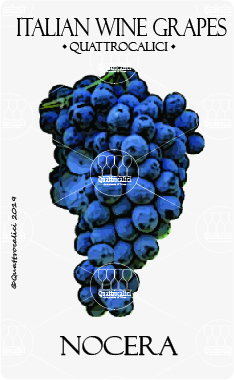 Nocera - Quattrocalici - Italian Wine Grapes