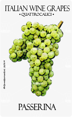 Passerina - Quattrocalici - Italian Wine Grapes