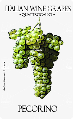 Pecorino - Quattrocalici - Italian Wine Grapes