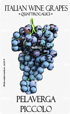 Pelaverga piccolo - Quattrocalici - Italian Wine Grapes