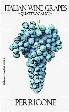 Balbino - Quattrocalici - Italian Wine Grapes