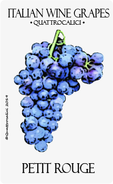 Petit Rouge - Quattrocalici - Italian Wine Grapes
