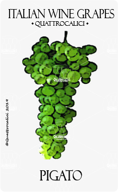 Pigato - Quattrocalici - Italian Wine Grapes