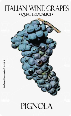 Pignola - Quattrocalici - Italian Wine Grapes
