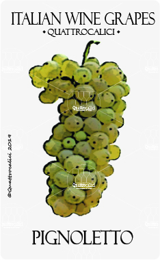 Grechetto gentile - Quattrocalici - Italian Wine Grapes