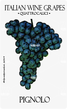 Pignolo - Quattrocalici - Italian Wine Grapes