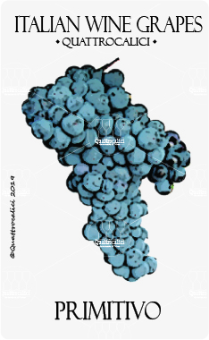 Primitivo - Quattrocalici - Italian Wine Grapes