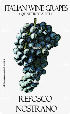 Refoscone - Quattrocalici - Italian Wine Grapes
