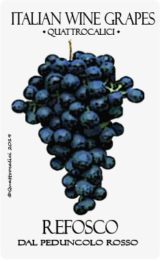 Refosco dal peduncolo rosso - Quattrocalici - Italian Wine Grapes