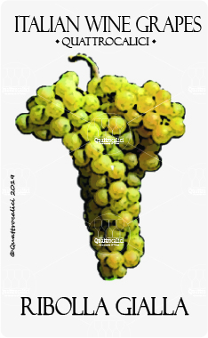 Ribolla - Quattrocalici - Italian Wine Grapes