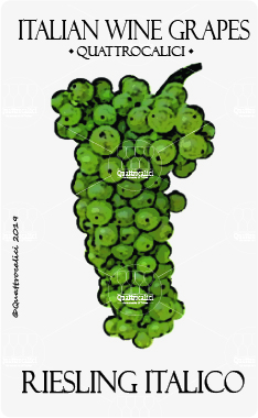 Riesling - Quattrocalici - Italian Wine Grapes