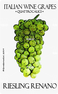 Riesling Renano - Quattrocalici - Italian Wine Grapes