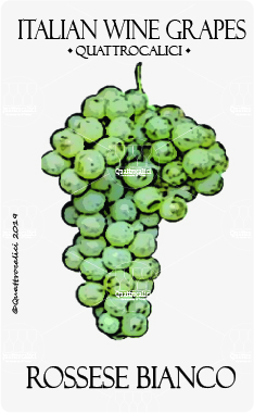 Rossese bianco - Quattrocalici - Italian Wine Grapes