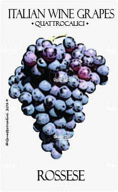 Rossese - Quattrocalici - Italian Wine Grapes