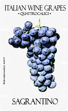 Sagrantino - Quattrocalici - Italian Wine Grapes