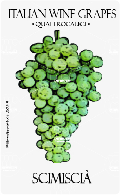 Scimiscià - Quattrocalici - Italian Wine Grapes