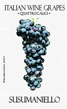 Susumaniello - Quattrocalici - Italian Wine Grapes