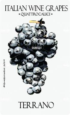 Terrano - Quattrocalici - Italian Wine Grapes