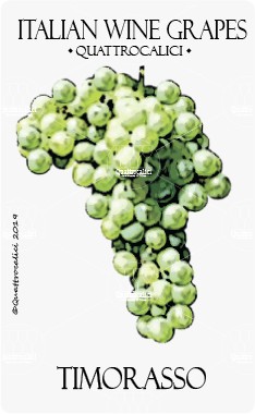 Timorasso - Quattrocalici - Italian Wine Grapes