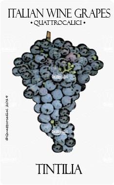 Tintilia - Quattrocalici - Italian Wine Grapes