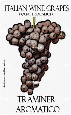 Traminer aromatico - Quattrocalici - Italian Wine Grapes