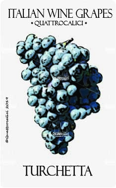 Turchetta - Quattrocalici - Italian Wine Grapes