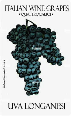 Uva Longanesi - Quattrocalici - Italian Wine Grapes