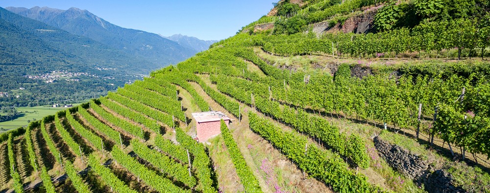 Wine in Lombardy - Le Regioni del Vino
