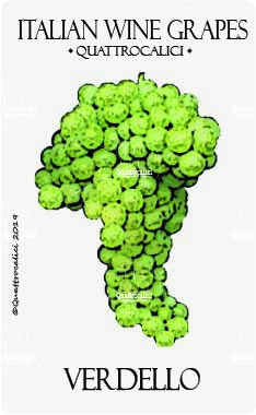 Verdello - Quattrocalici - Italian Wine Grapes