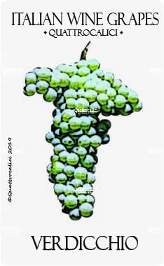 Verdicchio - Quattrocalici - Italian Wine Grapes