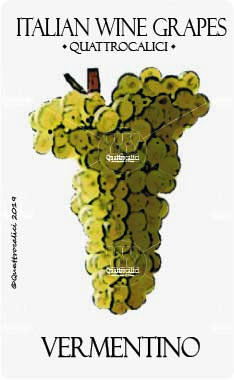 Vermentino - Quattrocalici - Italian Wine Grapes