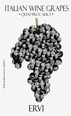 Ervi - Quattrocalici - Italian Wine Grapes