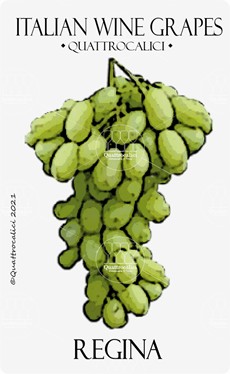 Regina - Quattrocalici - Italian Wine Grapes
