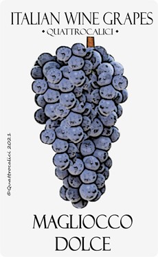 Magliocco dolce - Quattrocalici - Italian Wine Grapes