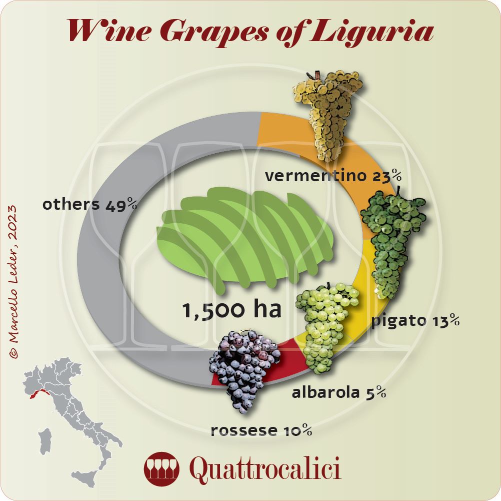Wine Grapes of Liguria - Quattrocalici