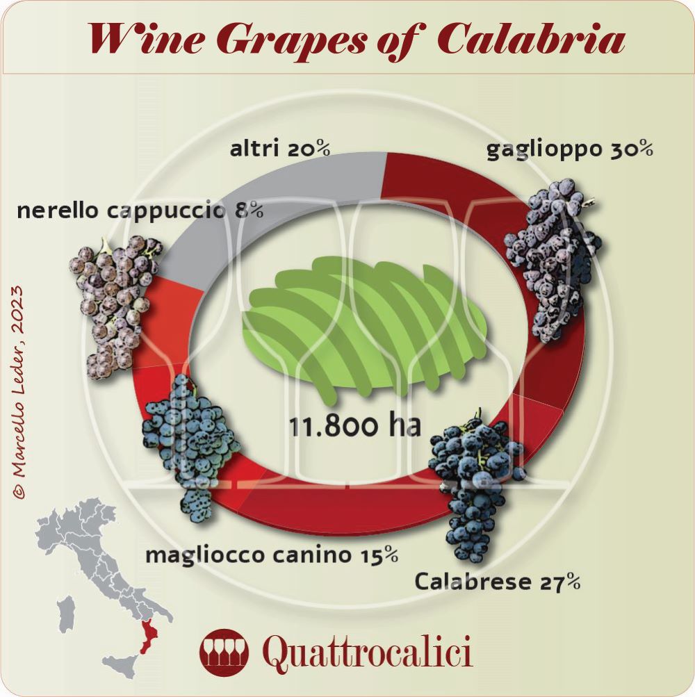 Wine Grapes of Calabria - Quattrocalici