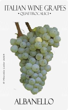 Albanello - Quattrocalici - Italian Wine Grapes