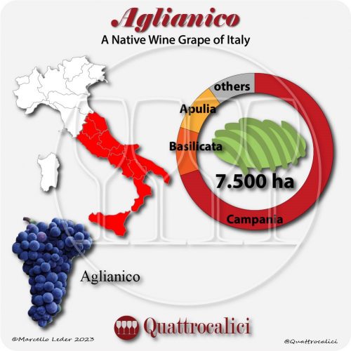 Aglianico - Quattrocalici - Italian Wine Grapes