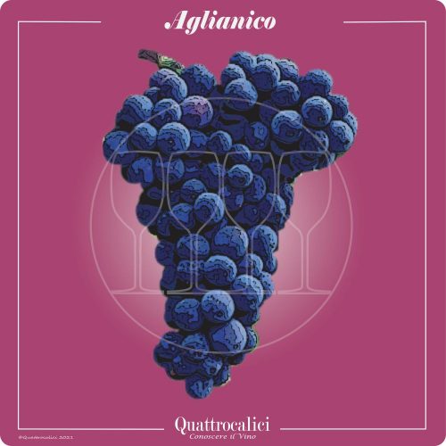 Aglianico - Quattrocalici - Italian Wine Grapes