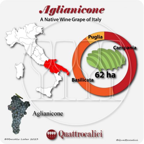 Aglianicone - Quattrocalici - Italian Wine Grapes