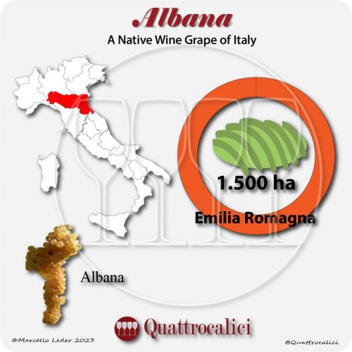 Albana - Quattrocalici - Italian Wine Grapes