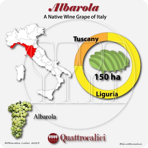 Albarola - Quattrocalici - Italian Wine Grapes