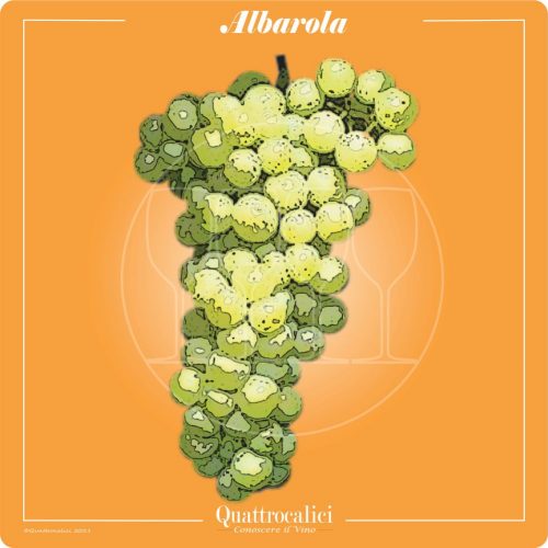 Albarola - Quattrocalici - Italian Wine Grapes