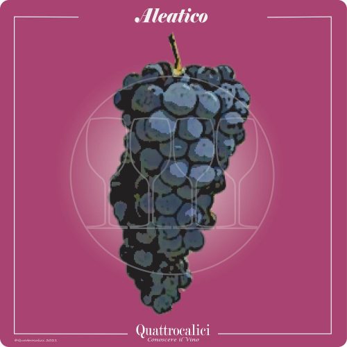 Aleatico - Quattrocalici - Italian Wine Grapes
