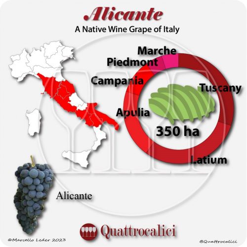 Alicante - Quattrocalici - Italian Wine Grapes