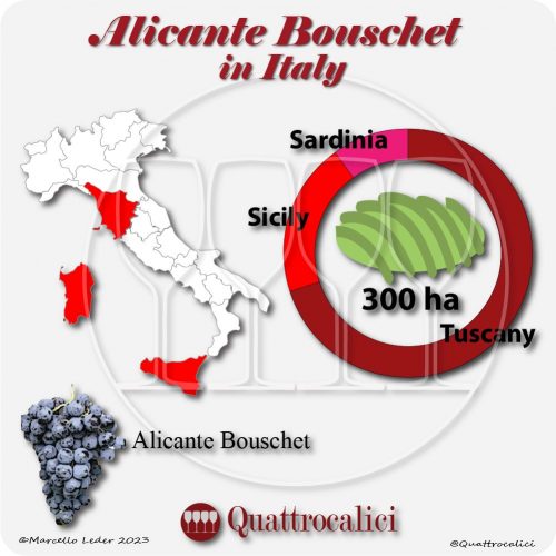 Alicante Bouschet - Quattrocalici - Italian Wine Grapes