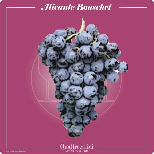 Alicante Bouschet - Quattrocalici - Italian Wine Grapes