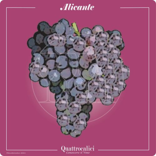 Alicante - Quattrocalici - Italian Wine Grapes