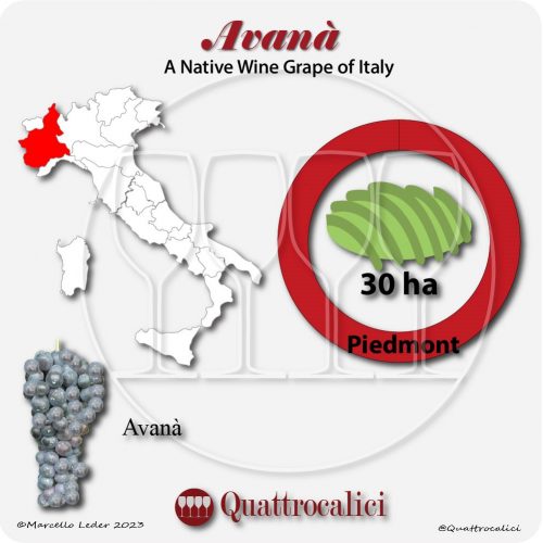Avanà - Quattrocalici - Italian Wine Grapes